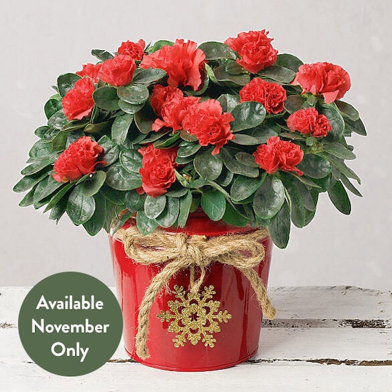 Red Azalea in Red Pot - AprilFlorist.co.uk